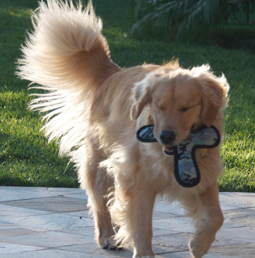 Spring Training and Canine Acupressure