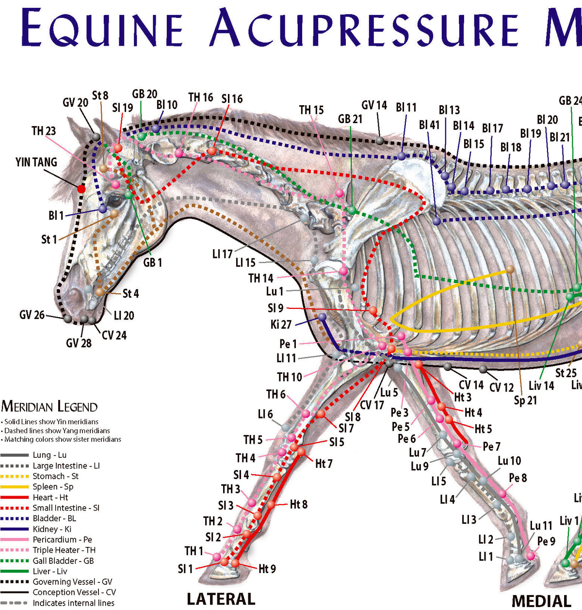 Equine acupressure meridian chart | Acupressure points chart