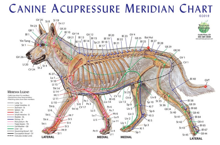 Dog meridian charts | Dog meridian acupoint charts