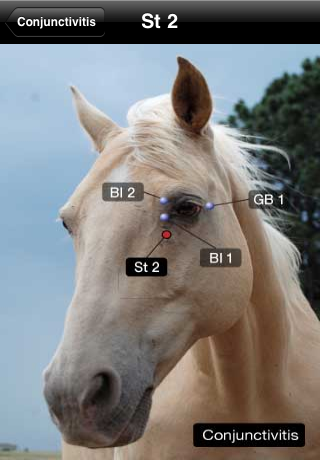 Equine 5-Element Meridian Charts | Horse 5-Element Charts