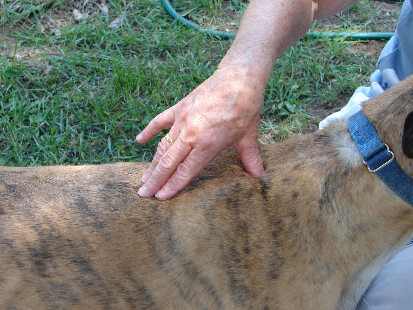 Canine acupressure training book | Dog acupressure training guide