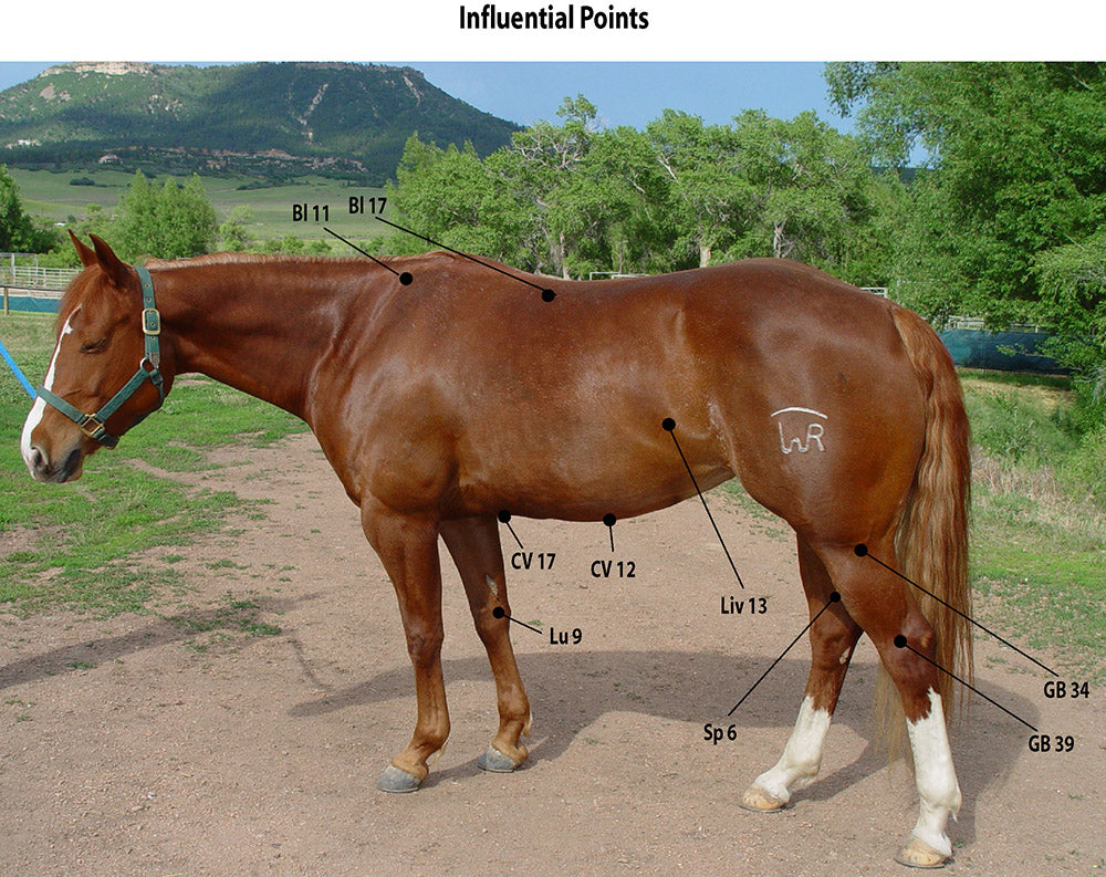 Equine acupoint energetics book | Manual | Landmark anatomy book