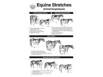 Equine stretch poster | Horse Stretch Poster