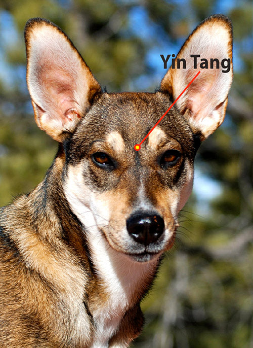 Canine 5-Element Meridian Charts | Dog 5-Element Meridian Charts